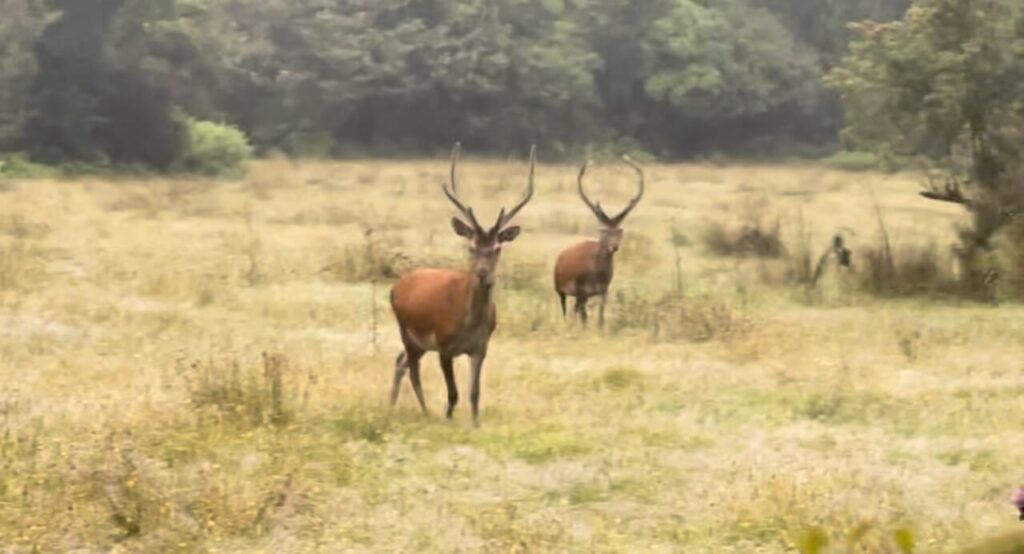 Hunting Gallery - Capturing Moments at West Coast Hunting